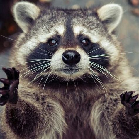 Lisa Raccoon Youtube