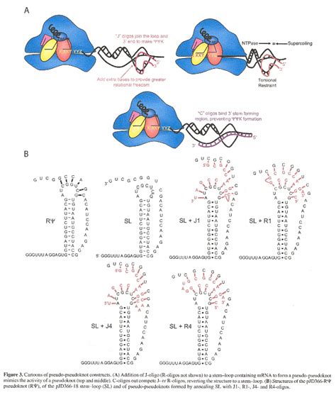 Pseudoknots Bioinformatics