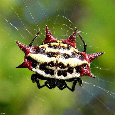 A Closer Look At Spider Webs Inside Ecology