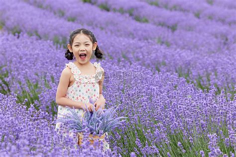 可爱小女孩喜欢薰衣草高清图片下载 正版图片507713260 摄图网