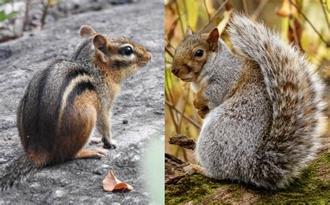 Chipmunks In New York Citys Parks Nyc Parks