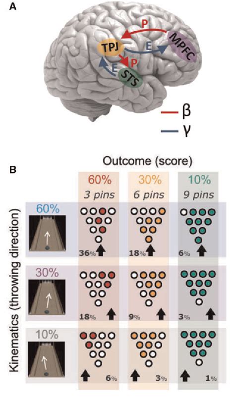 Figure 1 From Beta And Gamma Band Activity Reflect Predictive Coding In The Processing Of