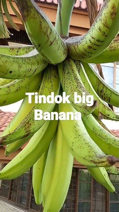 Tindok Big Banana Youtube