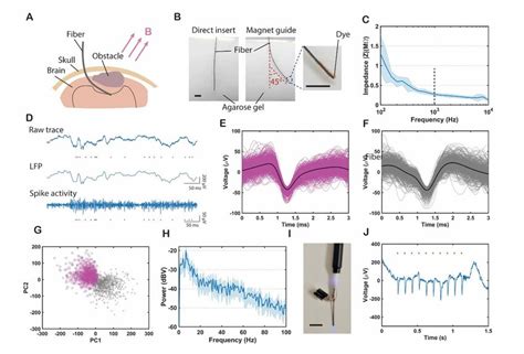 In Vivo Neural Electrophysiological Recording And Optogenetic Control Download Scientific