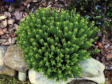 Hebe Buxifolia Nana Garden Borders Ground Cover Plants