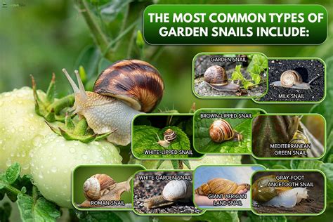 Garden Snail Identification Chart