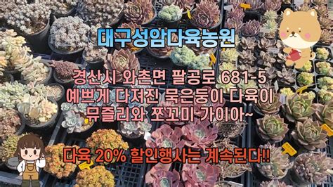 대구성암다육농원 예쁘게 다져진 묵은둥이 다육이 뮤즐리와 쪼꼬미 가이아~ Youtube