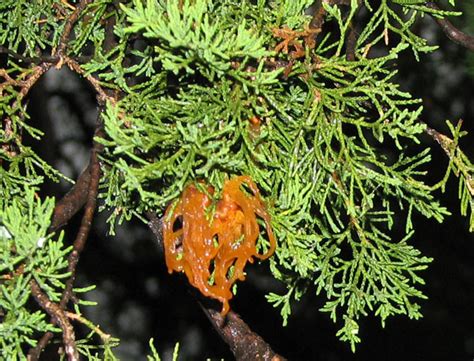 Cedar Apple Rust And Related Rust Diseases UMN Extension
