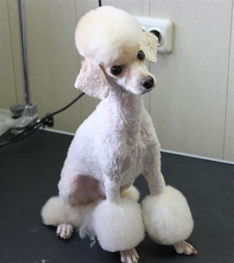 Виды стрижек пуделей 61 фото картинки Sobakovod Club