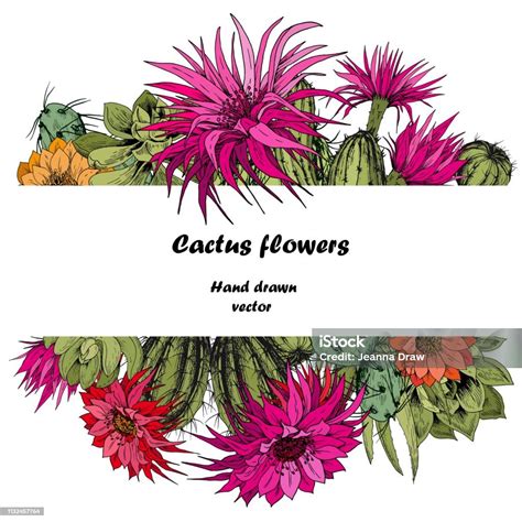 화려한 선인장 꽃과 녹색 즙이 많은 식물 사각 프레임입니다 0명에 대한 스톡 벡터 아트 및 기타 이미지 0명 개화기 구도 Istock