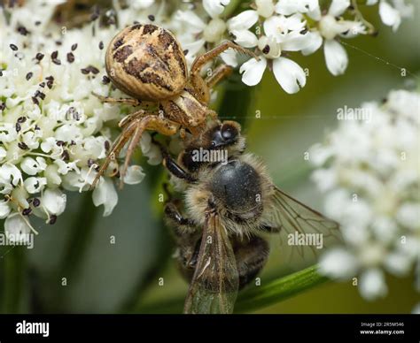 The Intricate Predator A Patterned Spider Ensnares Its Prey A