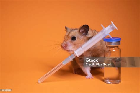 갈색 햄스터 오렌지 배경에 고립 된 바늘과 병 피알과 의료 주사기 근처 마우스 의학 실험 마우스에 대한 테스트 수의학 백신 개발 0명에 대한 스톡 사진 및 기타 이미지