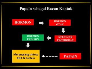 Papain Pada Tanaman Pepaya Mengganggu Integumen Serangga Pptx