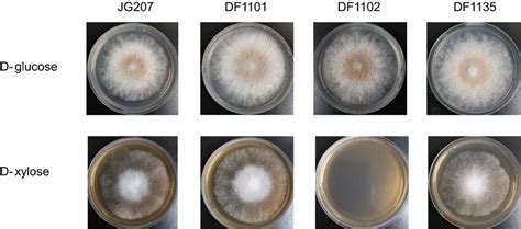 Growth Phenotype Of Jg207 Deletion And Complementation Mutants On Gvmm