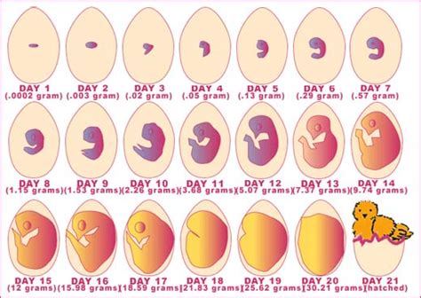 Over View Of Different Stages Of Egg Development The Poultry Guide