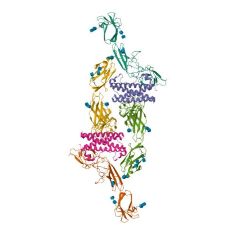 Rcsb Pdb 8d7h Cryo Em Structure Of Human Clcf1 In Complex With Crlf1 And Cntfr Alpha