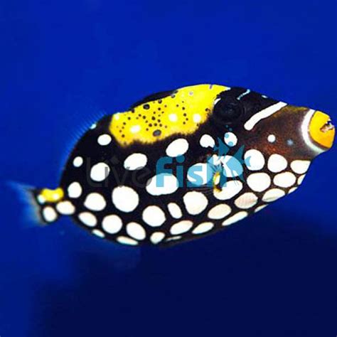 Clown Triggerfish Large Delivered To Your Door In Australia