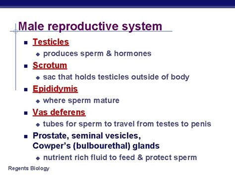 Reproductive System AP Biology 2006 2007 Sex Growth