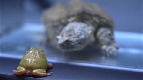 Hybrid Snapping Turtle Eats Live Horned Frog Live Feeding Youtube