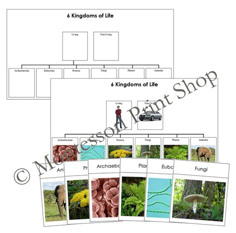 Six Kingdoms Of Life Cards And Charts Made By Teachers