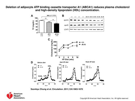 Adipose Tissue Atp Binding Cassette Transporter A1 Contributes To High