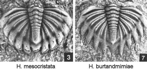 Trilobite Identification Fossil Id The Fossil Forum