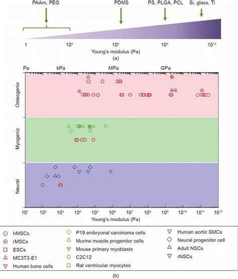 Substrate Stiffness Affects Cell Differentiation A Cell Culture Download Scientific Diagram