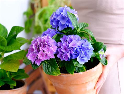 Hortensias En Maceta Guía Completa De Cuidados Y Floración Trucos De