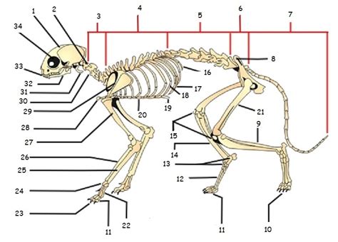 What Did The Cat Say To The Skeleton Answer The Tube