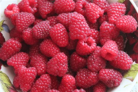 Малина: 25 лучших сортов на любой вкус