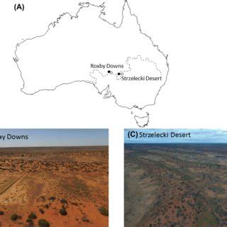 Indices Of Activity Derived From Track Counts At The Strzelecki Desert