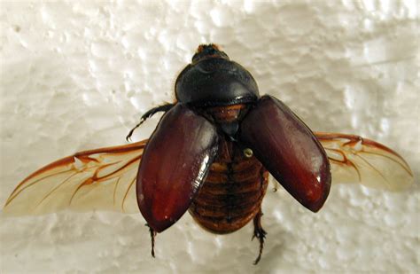 Image After Images Beatle Bug Insect Top Wing Wings Shield Hair Hairy White Brown Transparant