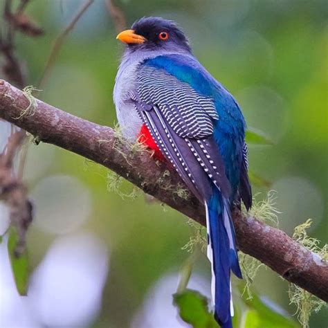 Hispaniolan Trogon Priotelus Roseigaster Птички Птицы