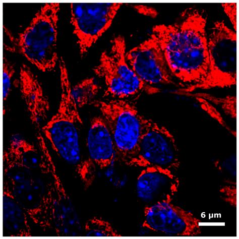 Lumitracker® Mito Red Cmxros Cas167095 09 2