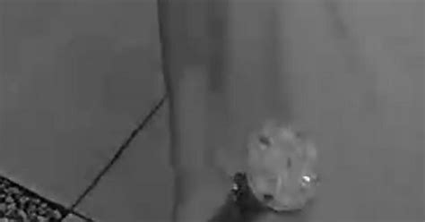 Weapon Album On Imgur