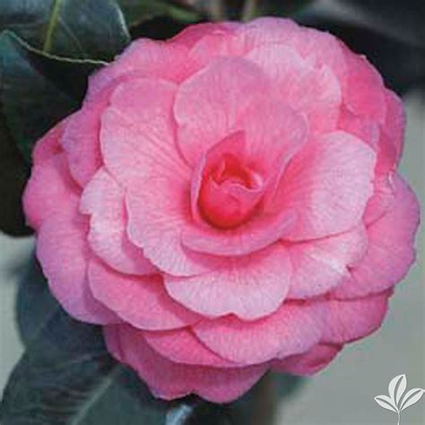 April Kiss Cam Too Camellia Nursery