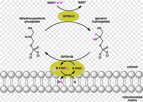 Glycerol 3 Phosphate Dehydrogenase Glycerol 3 Phosphate Glycerol