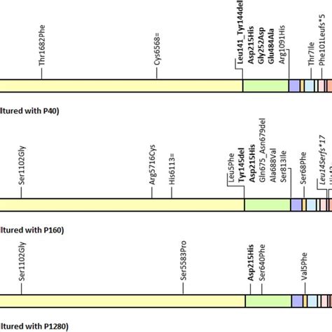 Schematic Representation Of Newly Acquired Mutations Identified In The