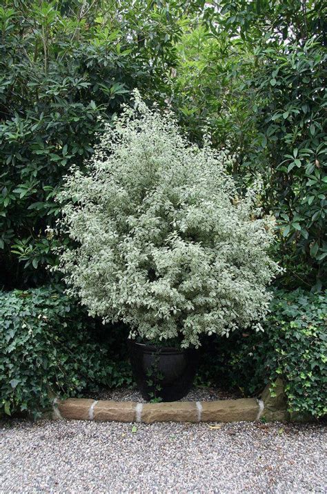 Pittosporum Silver Sheen Landscape Traditional With Gravel Driveway