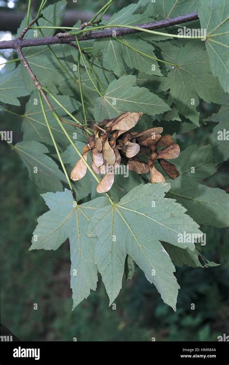 Botany Sycamore Maple Acer Pseudoplatanus Leeaves And Seeds Carne Brisighella Park Stock