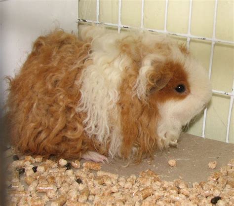Filetexel Guinea Pig Wikimedia Commons