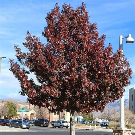 Texas Red Oak Quercus Buckleyi This Evergreen Tree Is A Winner Here In