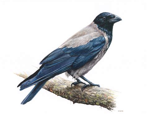 Hooded Crow By Esthervanhulsen On Deviantart