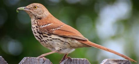 14 Brown Birds Common In Massachusetts 2025 Bird Watching Hq
