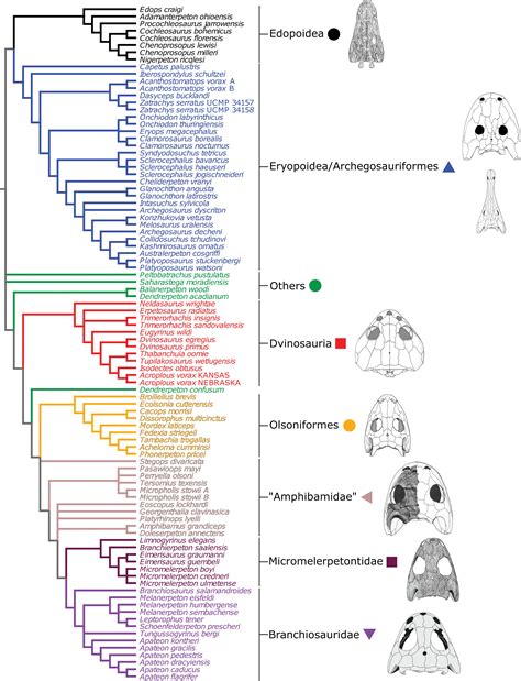 The Roots Of Amphibian Morphospace A Geometric Morphometric Analysis