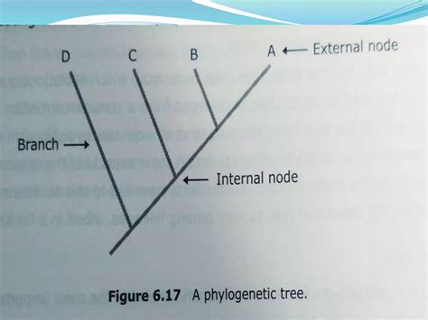 Phylogenetic Tree And Its Construction And Phylogeny Of Pptx