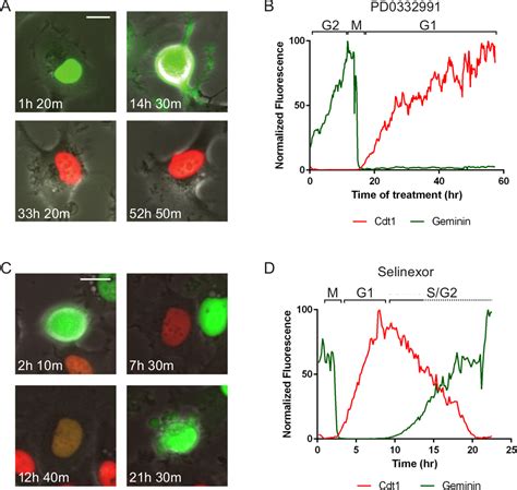 Through The Looking Glass Time Lapse Microscopy And Longitudinal