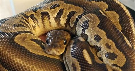 My Ball Python Chicken Noodle Album On Imgur