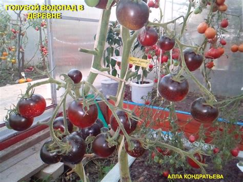 Томат Каскад Виллидж Блу: описание сорта, ОТЗЫВЫ, фото | tomatland.ru