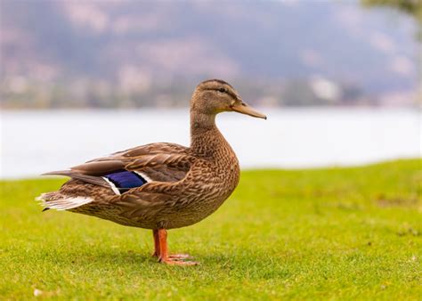 Mallard Duck Female